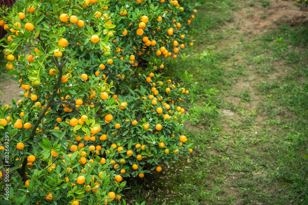Kumquat tree. Together with Peach blossom tree, Kumquat is one of 2 ...