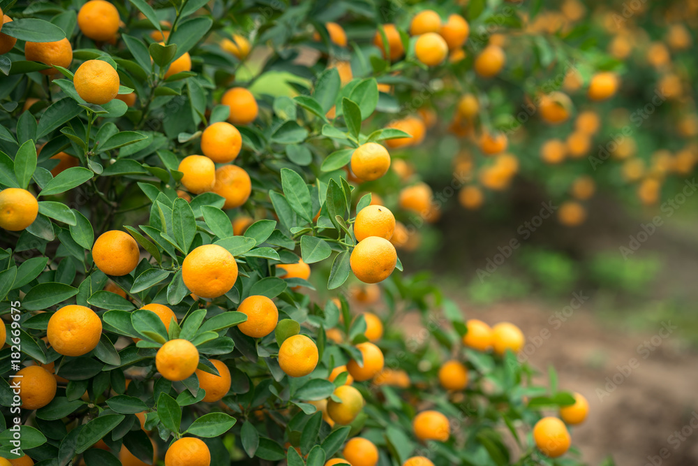 Kumquat tree. Together with Peach blossom tree, Kumquat is one of 2 ...