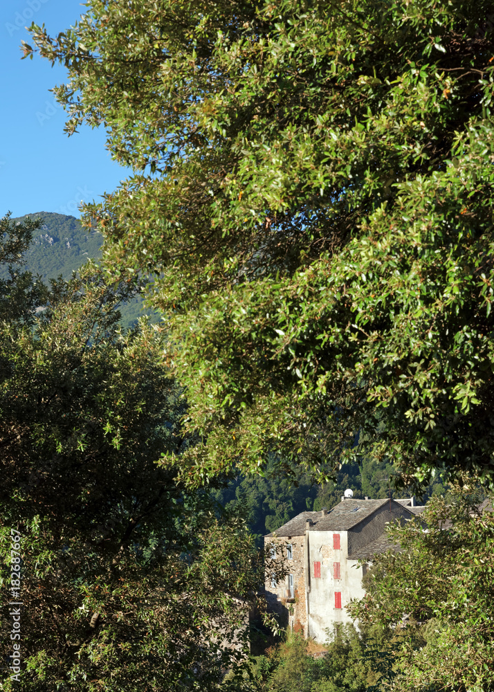 Châtaigniers et village de castagniccia en haute Corse Stock Photo ...