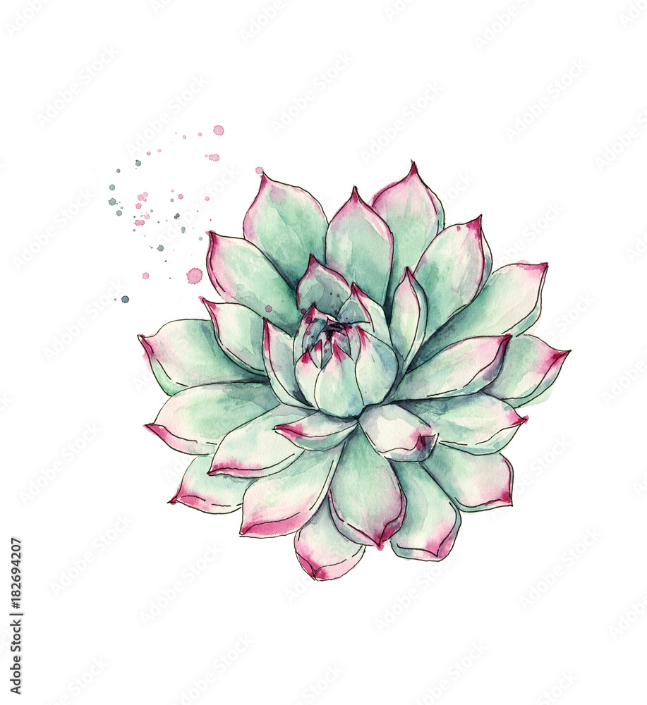 Succulent Botanical Drawing