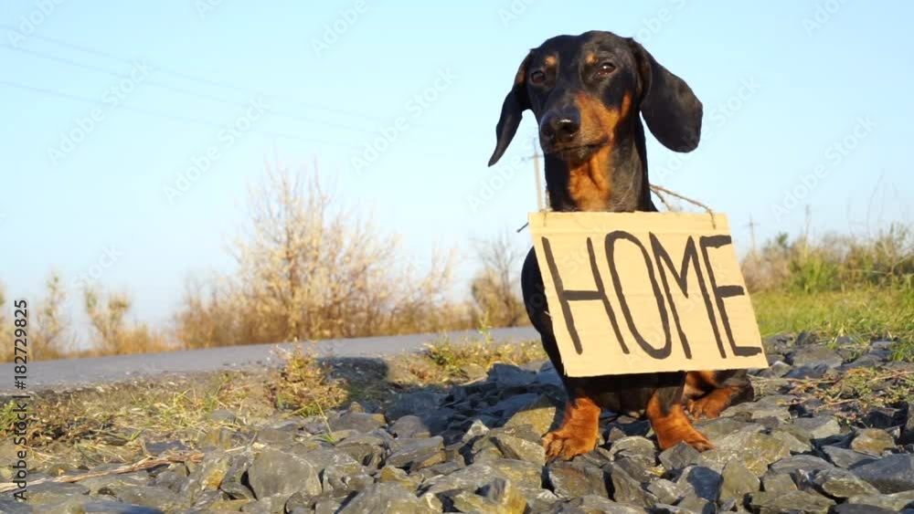 homeless dog Dachshund breed, black and tan, sits with a cardboard ...