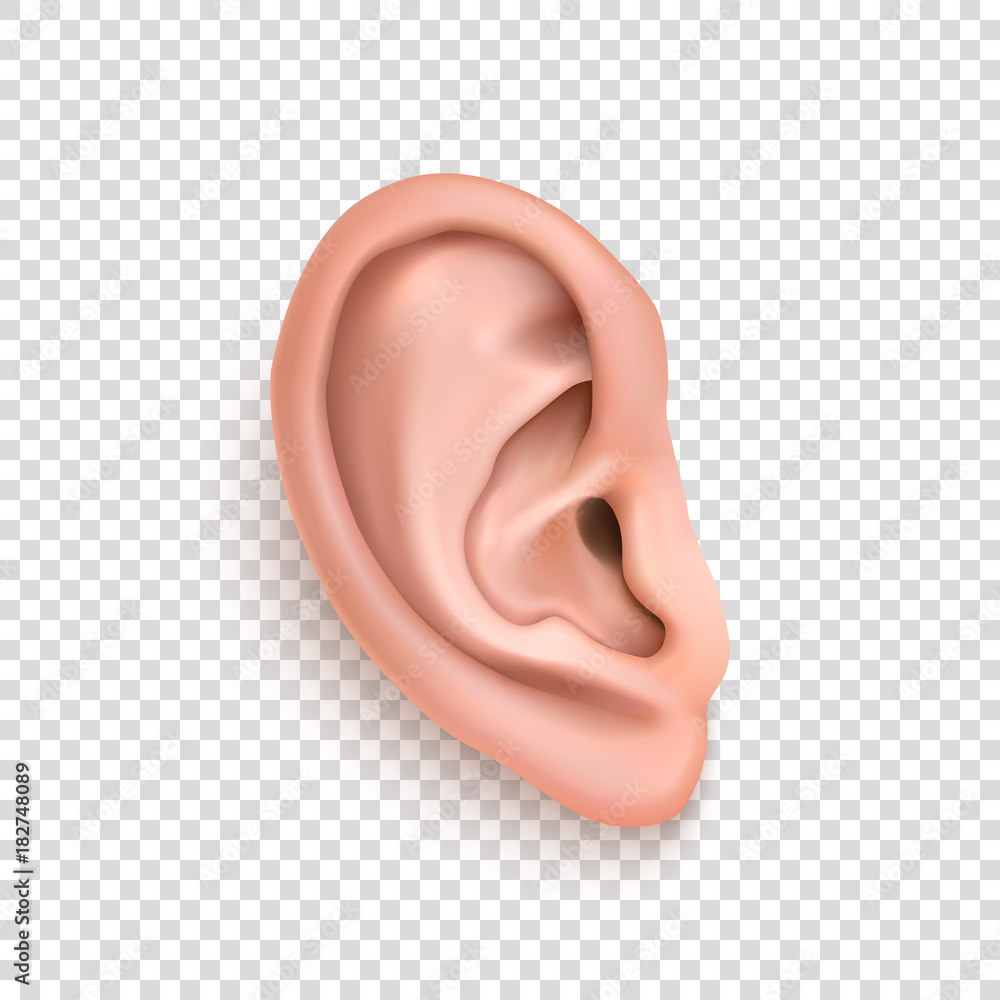 Vector realistic human ear icon closeup isolated on transparency grid ...