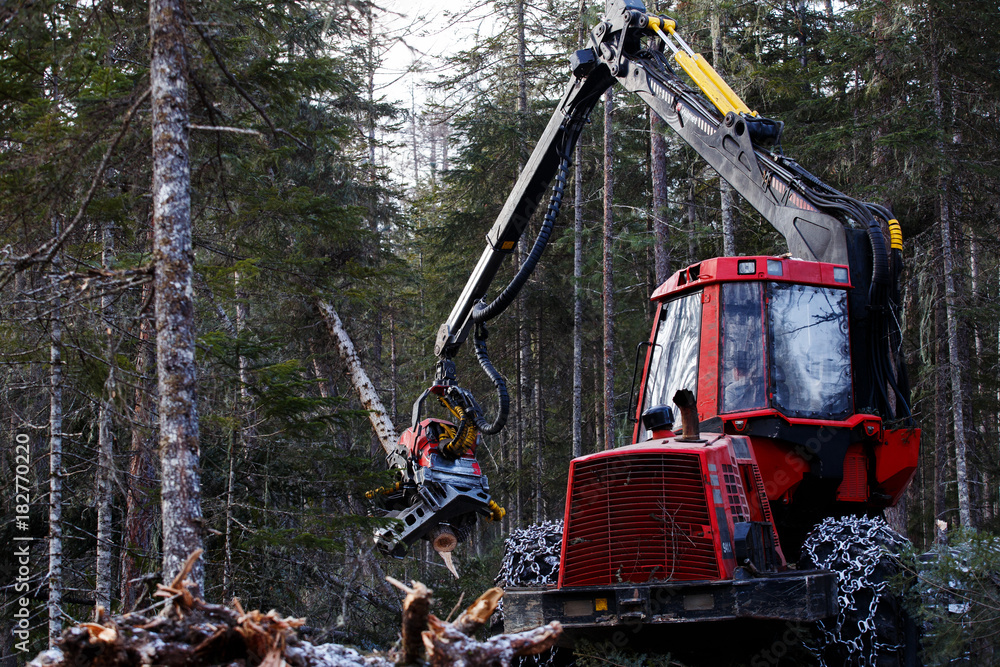 Deforestation, logging, woodworking, timber storage, deforestation in ...