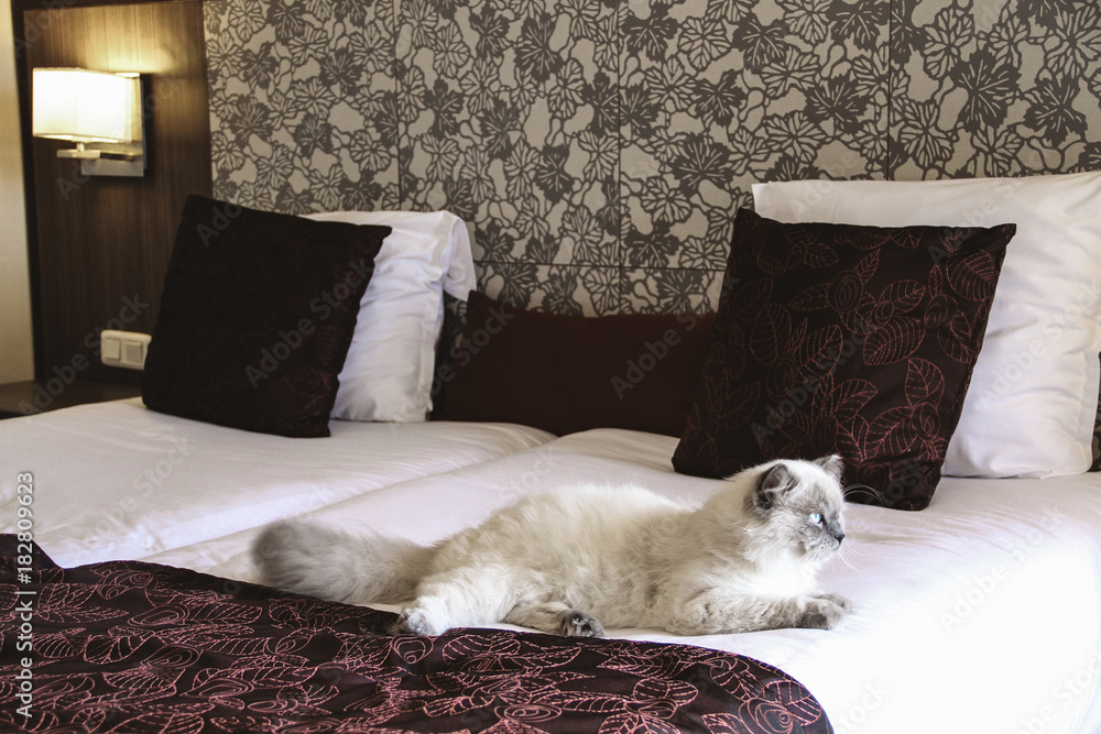 Cat is on the big bed in hotel room. Traveling with pets. Tips for ...