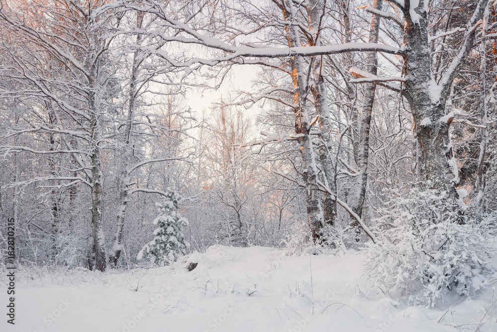 Russian Winter Forest