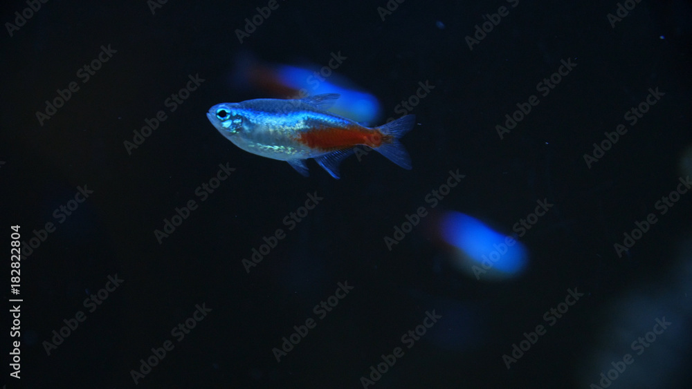 Swarm of Neon Tetra Paracheirodon in nesi freshwater fish. Fish in the ...