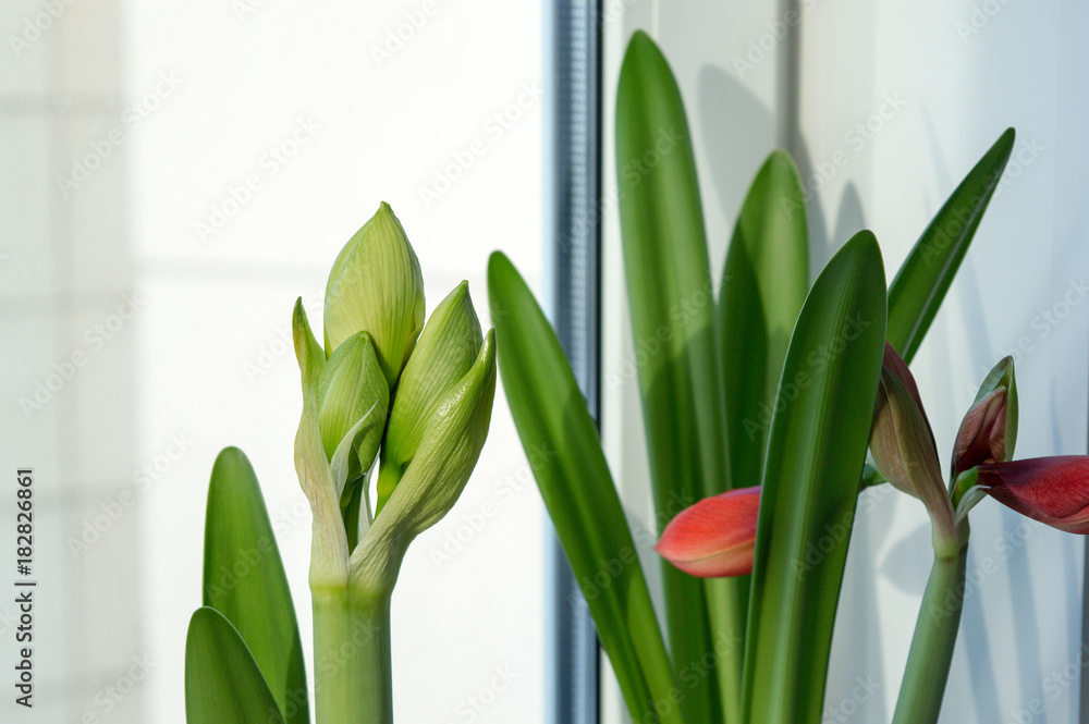 Potted hippeastrum houseplants with flower buds growing on window sill ...