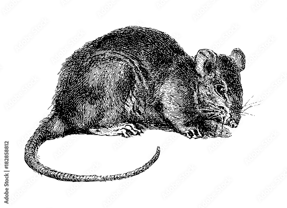 Rat (Rattus) / vintage illustration Stock Vector | Adobe Stock
