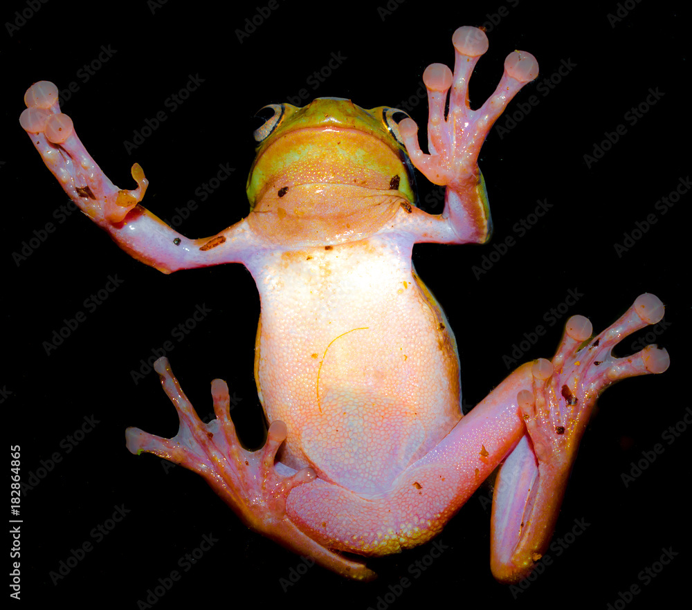 Pink Tree Frogs