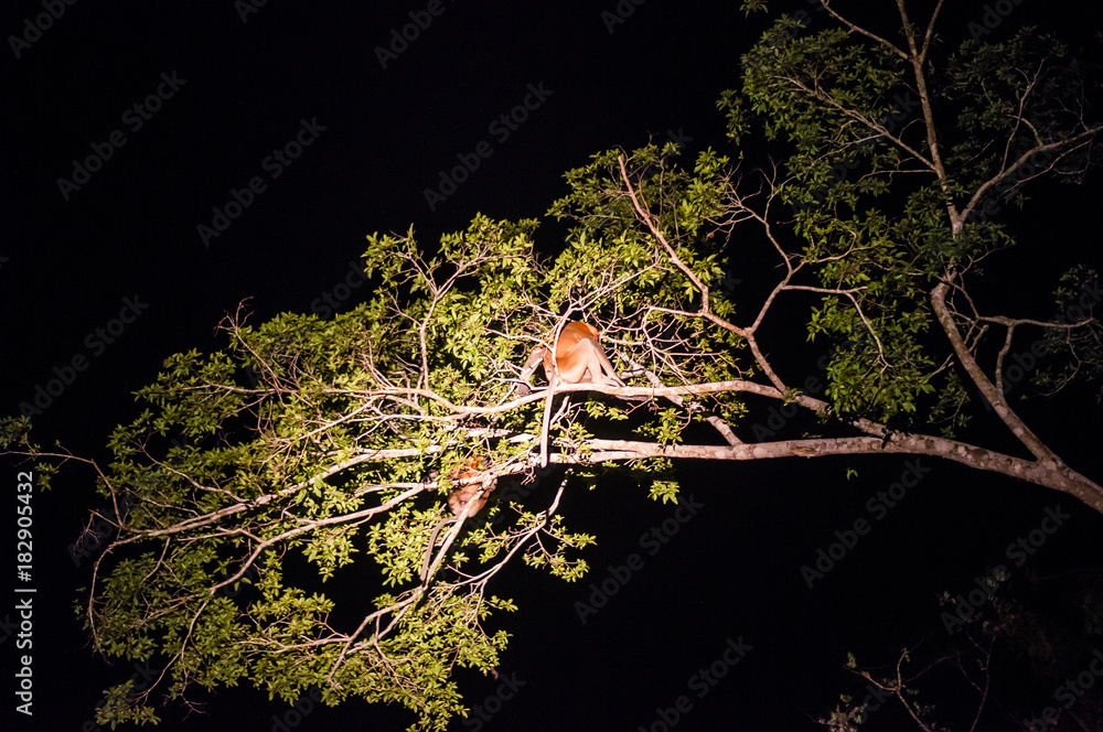 Proboscis monkey or long nosed monkey (Nasalis larvatus) sleep at night ...