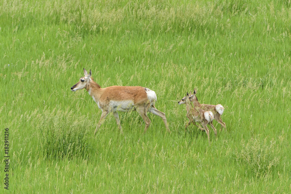Baby Pronghorn Antelope