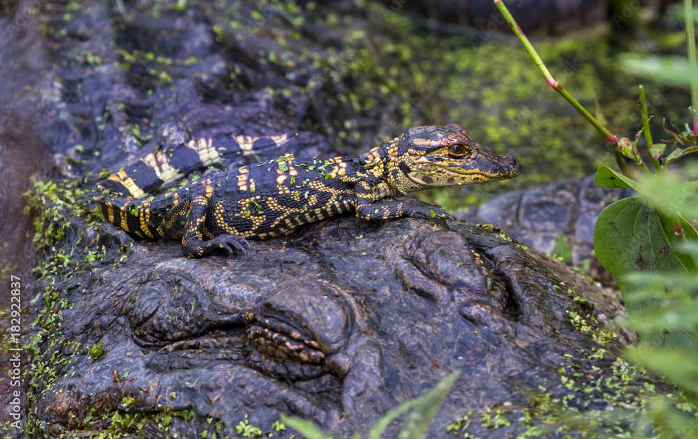 Baby alligater on its mother back foto de Stock | Adobe Stock