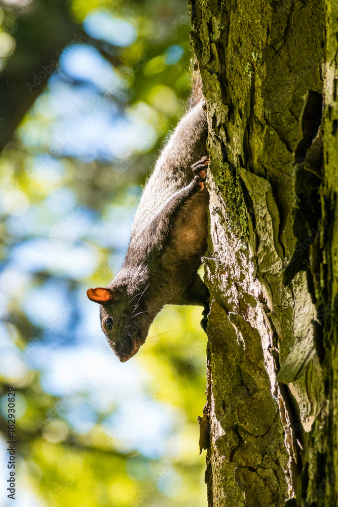squirrel climbing down the tree Stock Photo | Adobe Stock