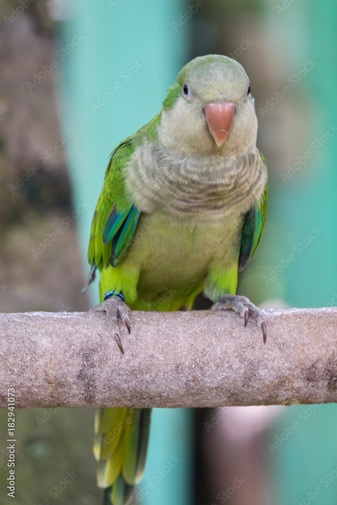 Beautiful Monk Parakeet (Myiopsitta monachus) bird. Couple green Monk ...