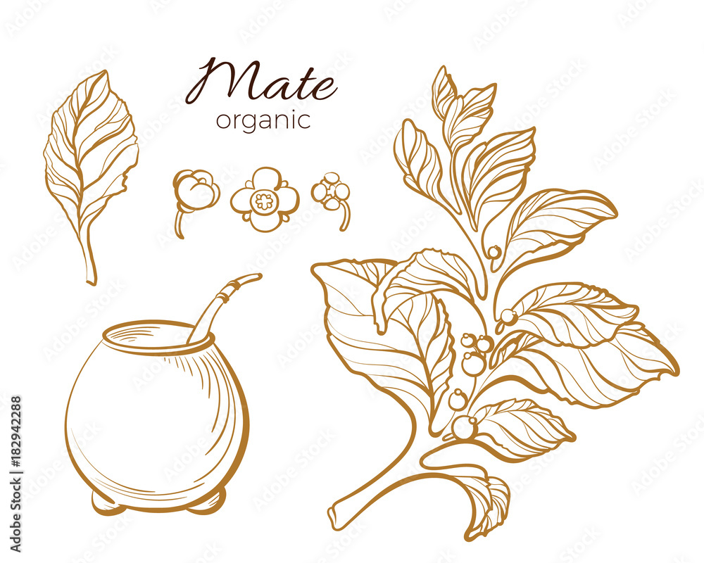 Vector collection of mate branches. Vector nature illustration. Stock ...