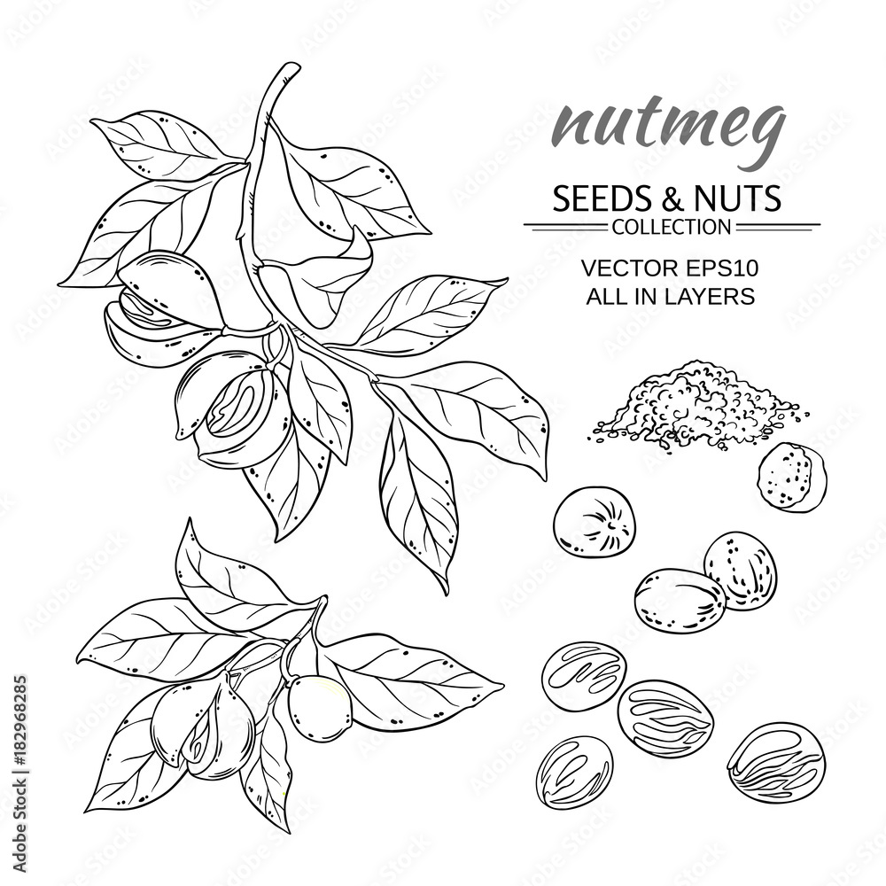 nutmeg vector set Stock Vector | Adobe Stock