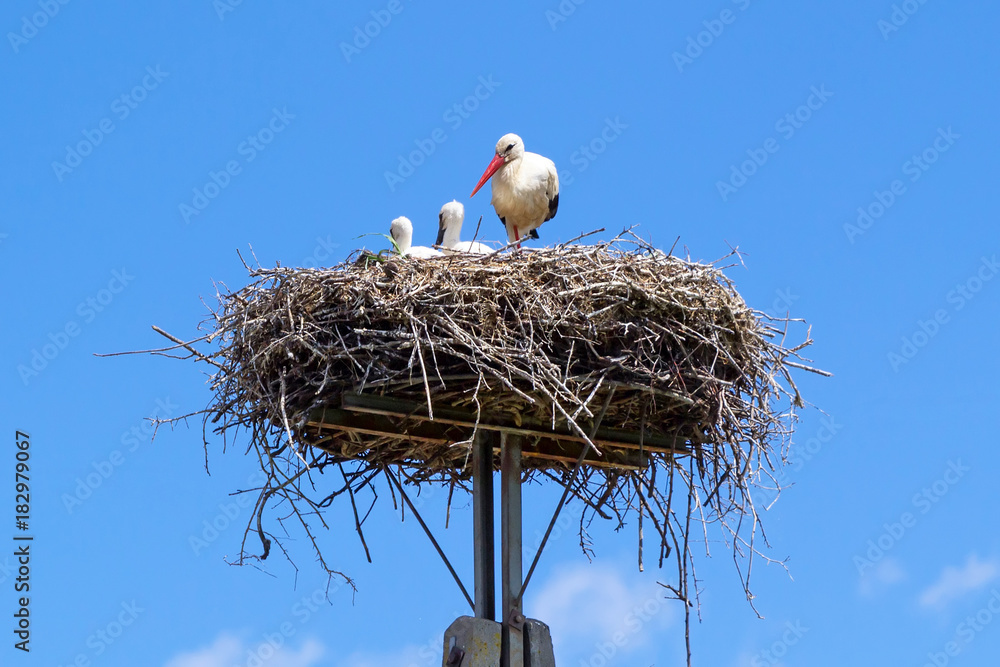 Stork with baby birds in the nest Stock Photo | Adobe Stock