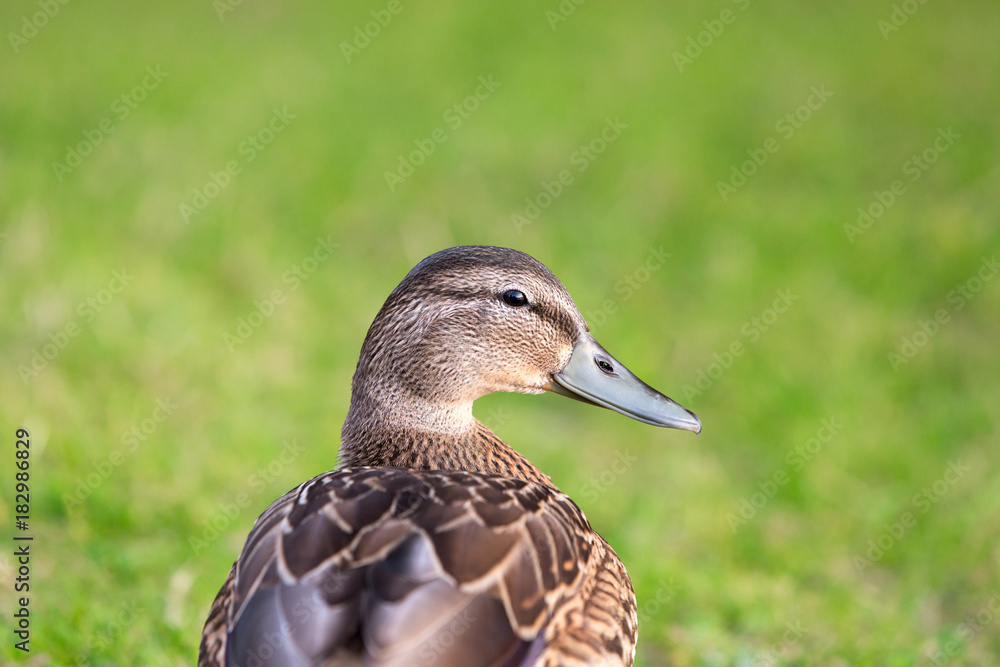 Funny comedic side view of duck profile from behind Stock Photo | Adobe ...
