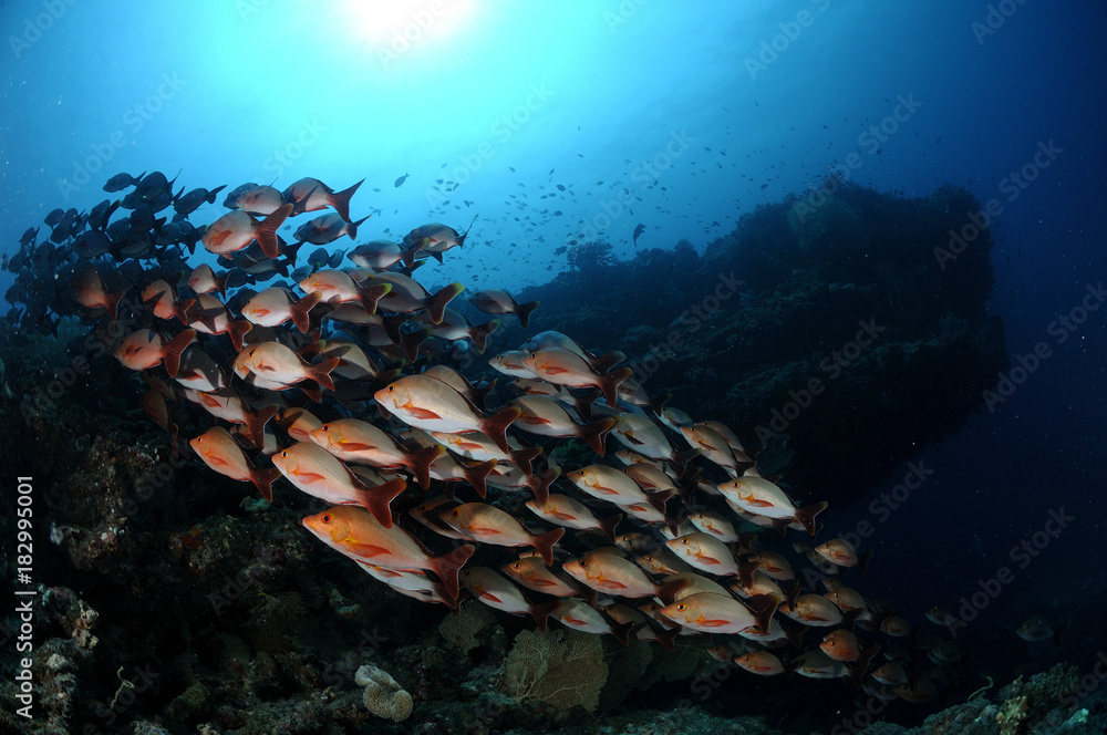School of Humpback red snapper (Lutjanus gibbus), Maldives, Indian ...