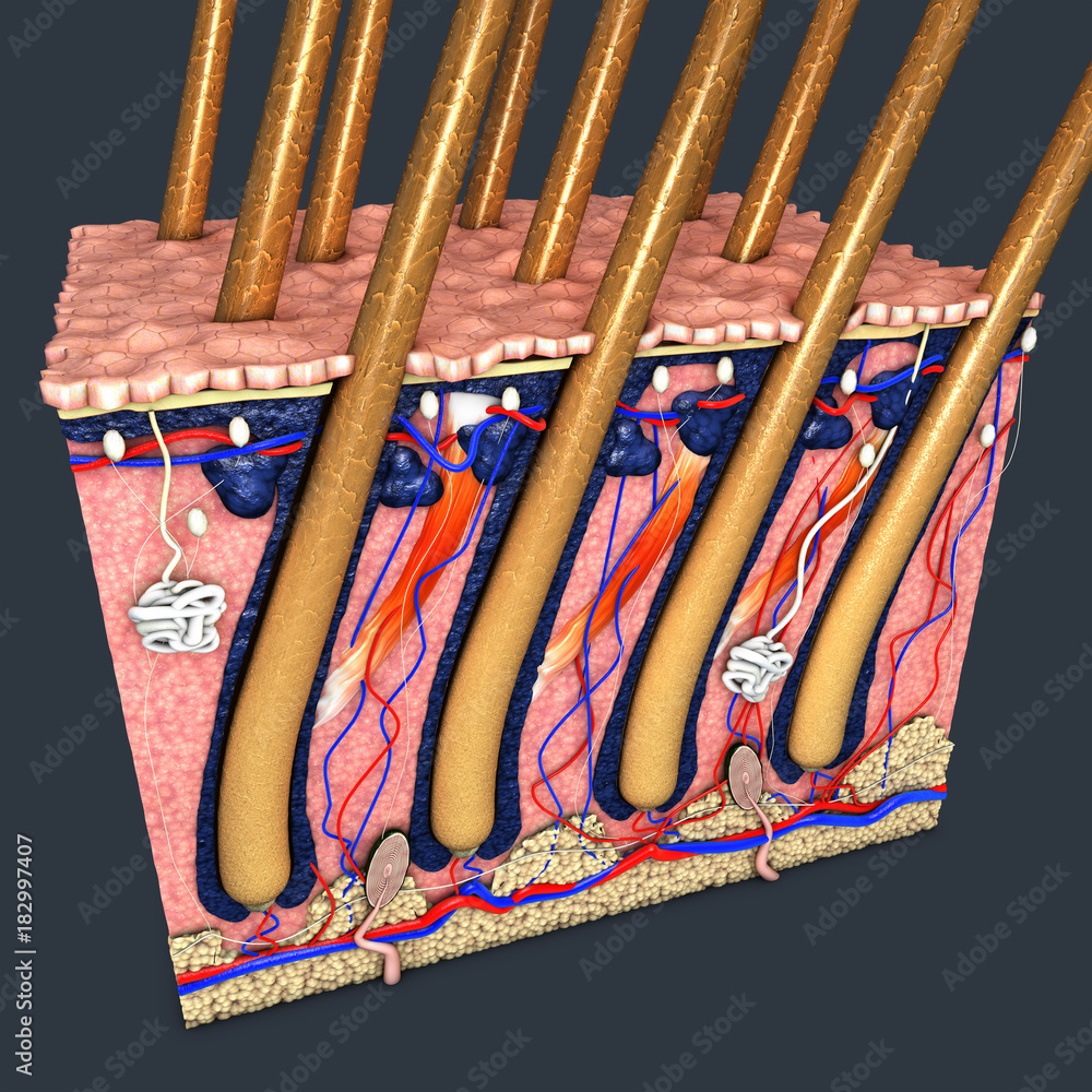 Skin part with a cross section of the human skin with hair follicle or ...