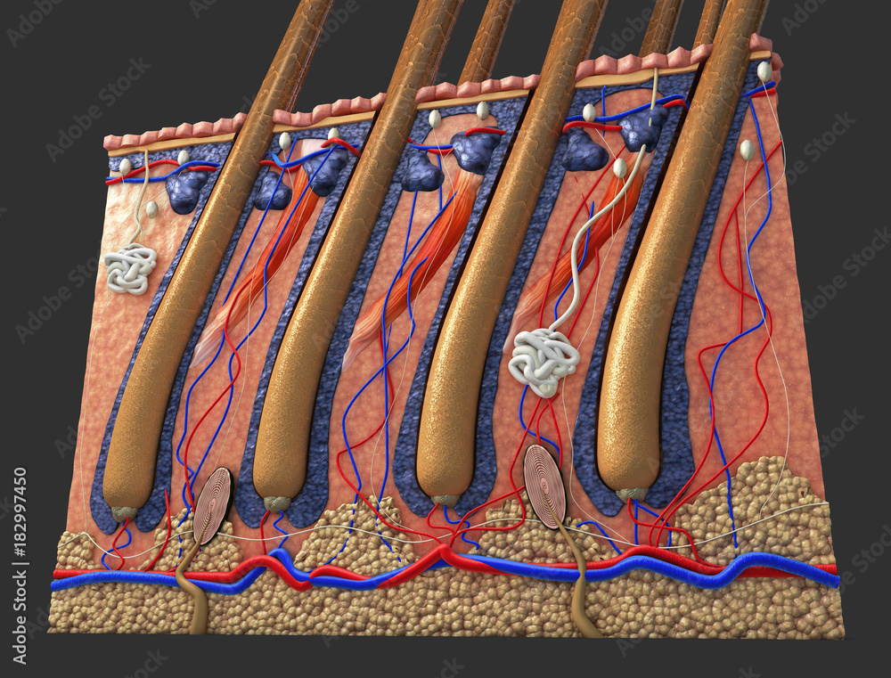 Skin part with a cross section of the human skin with hair follicle or ...