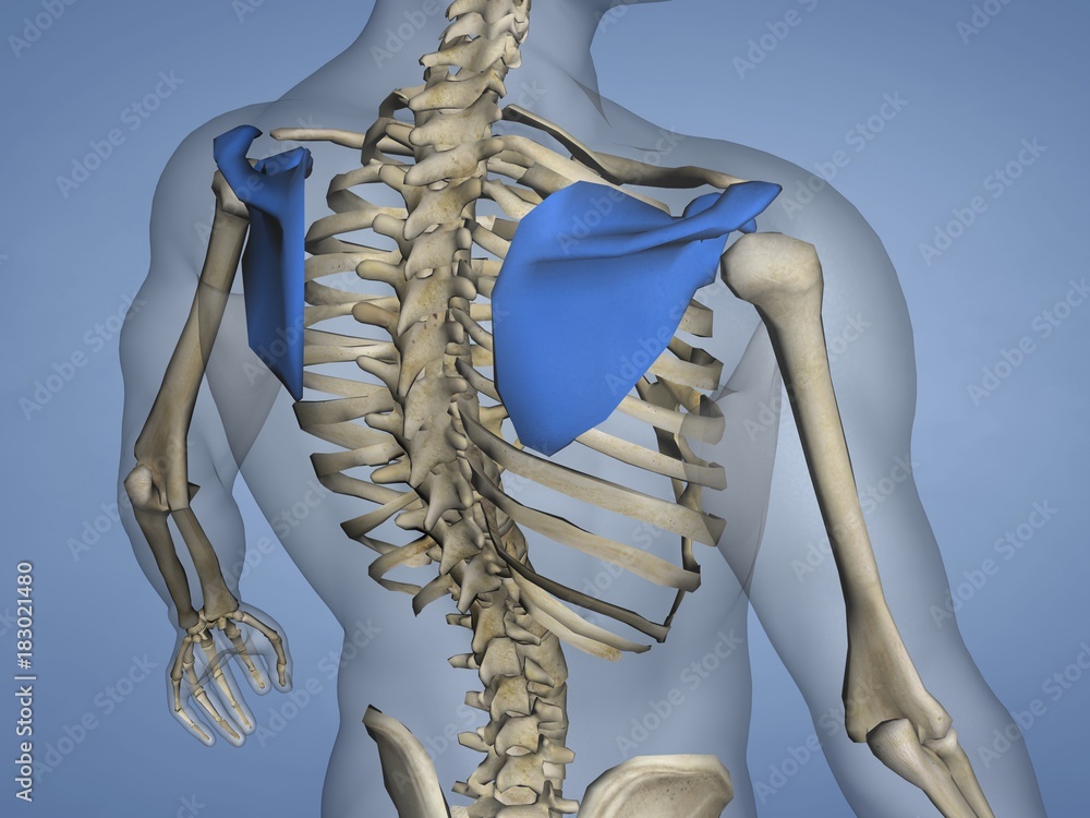 Scapula M-SKEL-SCAPULA 3, 3D Model Stock Illustration | Adobe Stock