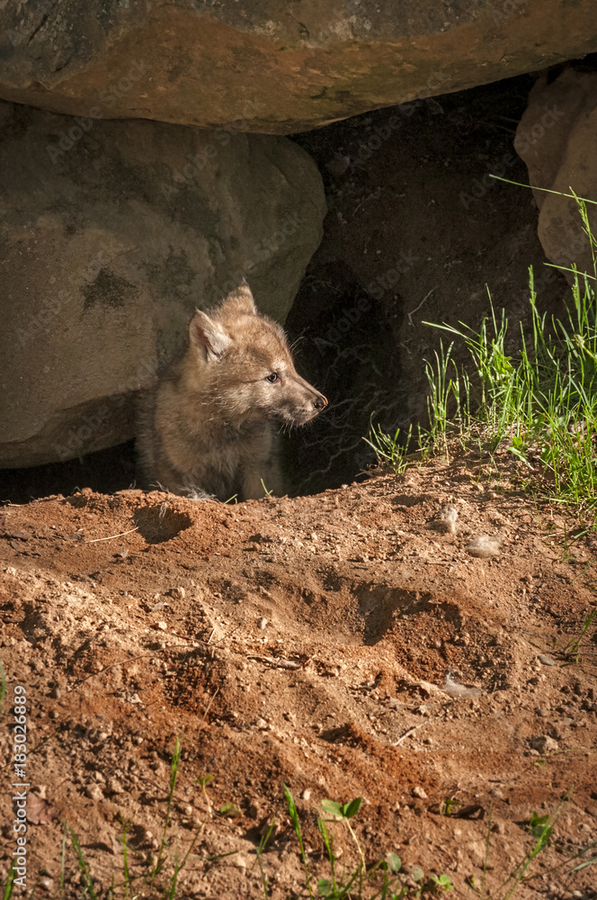Grey Wolf (Canis lupus) Pup Looks Right Of Den Stock Photo | Adobe Stock