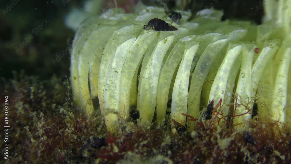 Propagation of the gastropods Veined Rapa Whelk (Rapana venosa): eggs ...