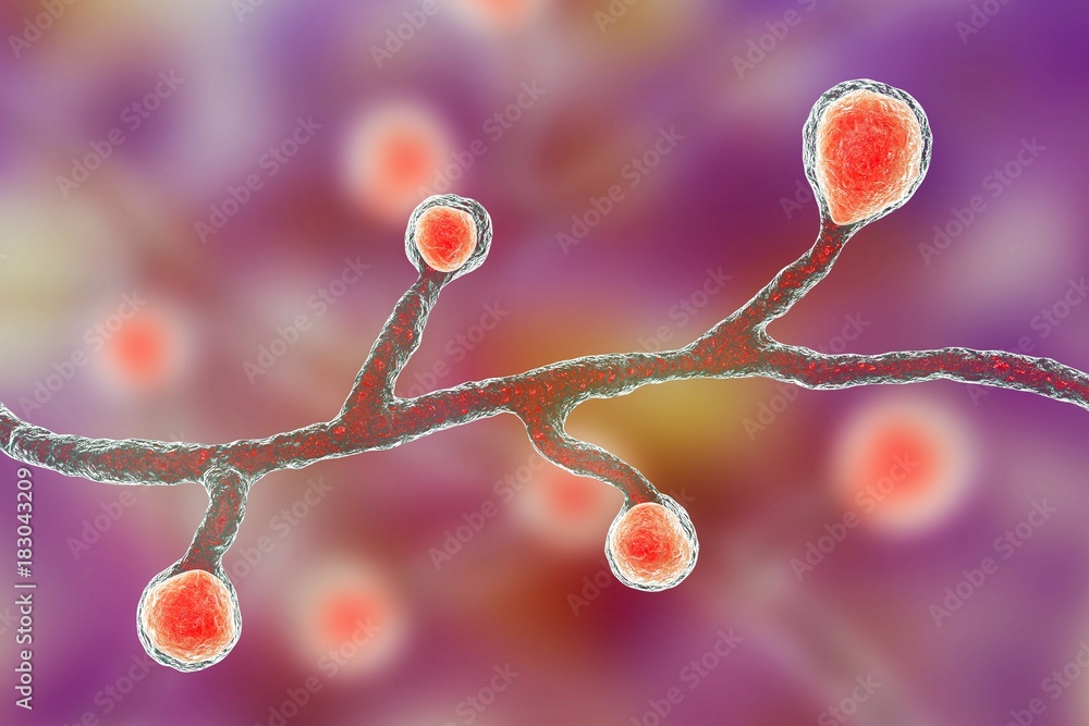 Foto Stock Blastomyces dermatitidis fungus, computer illustration. This ...