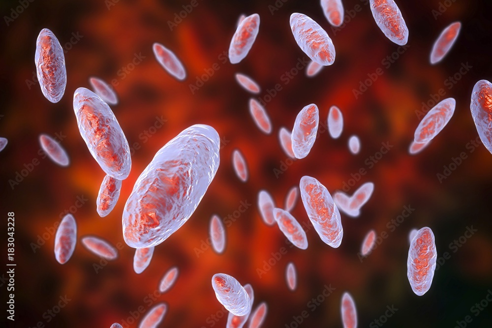 Negaitive Coccobacillus Gram