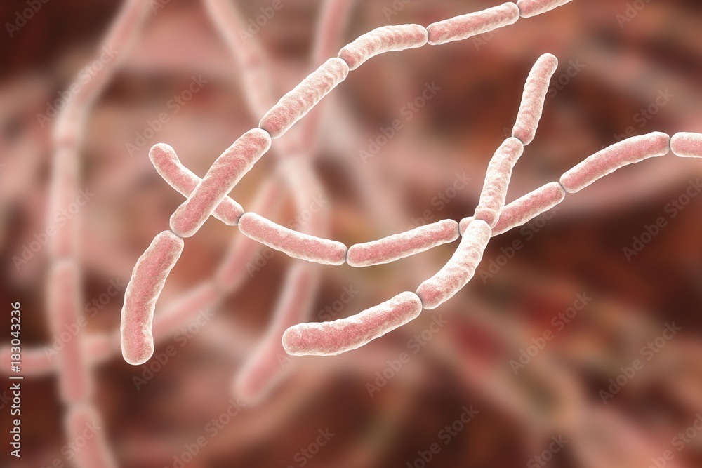 Rat bite fever bacteria. Computer illustration of chains of ...