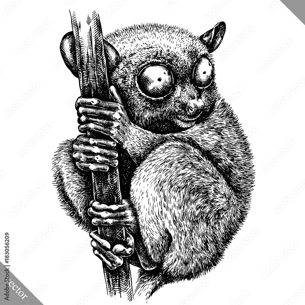 black and white engrave isolated tarsier vector illustration Stock ...