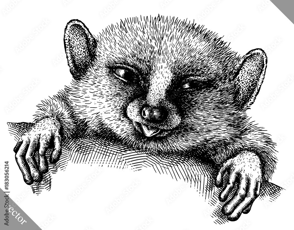 black and white engrave isolated tarsier vector illustration Stock ...