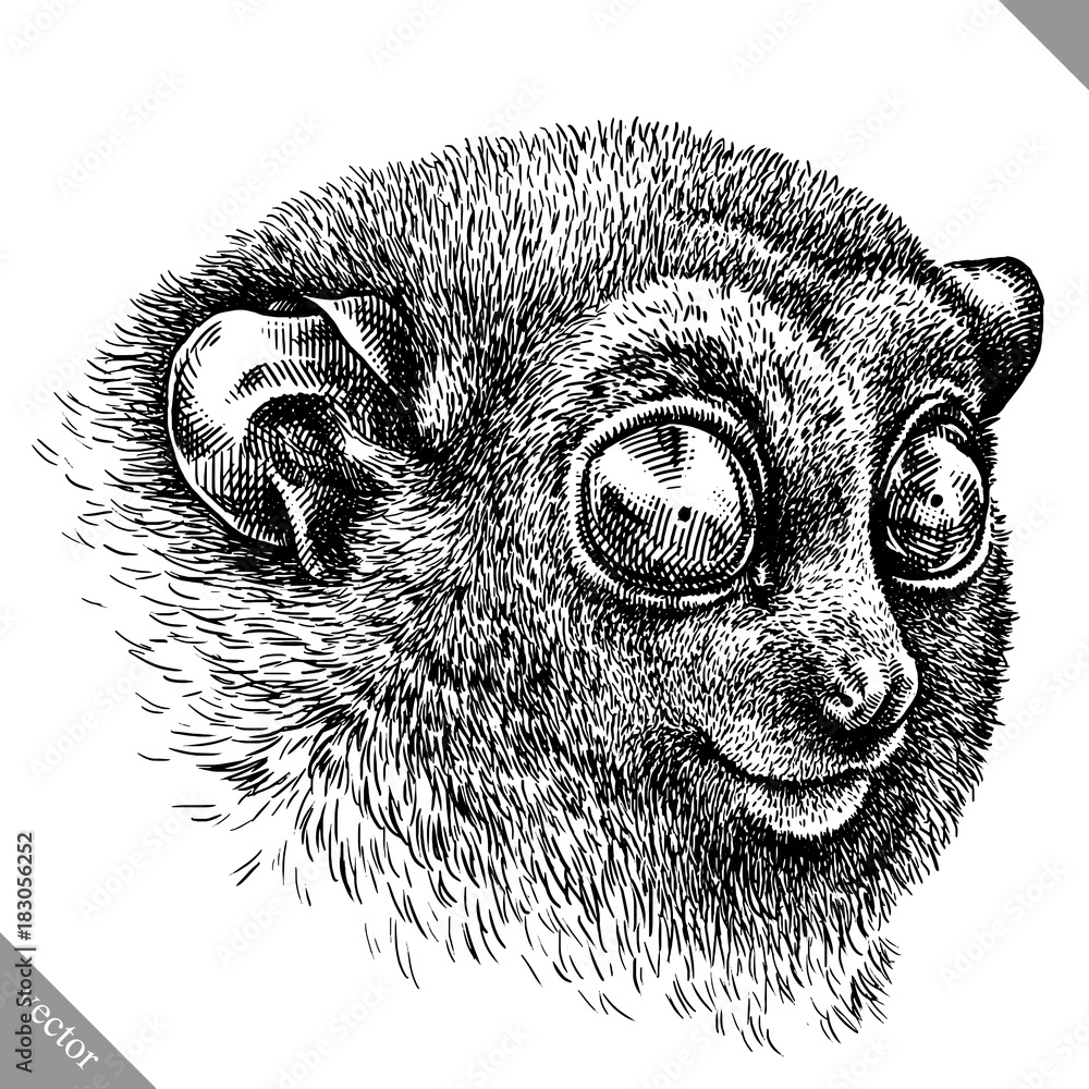 black and white engrave isolated tarsier vector illustration Stock ...