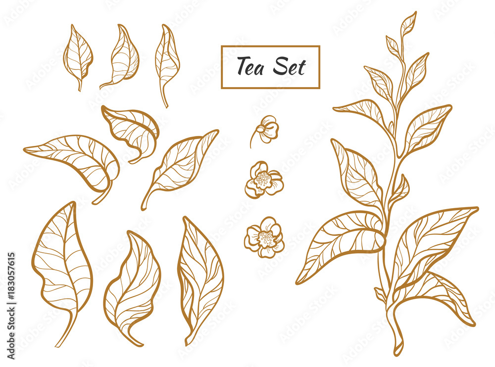 Set of tea bush branches. Vector. Realistic Stock Vector | Adobe Stock