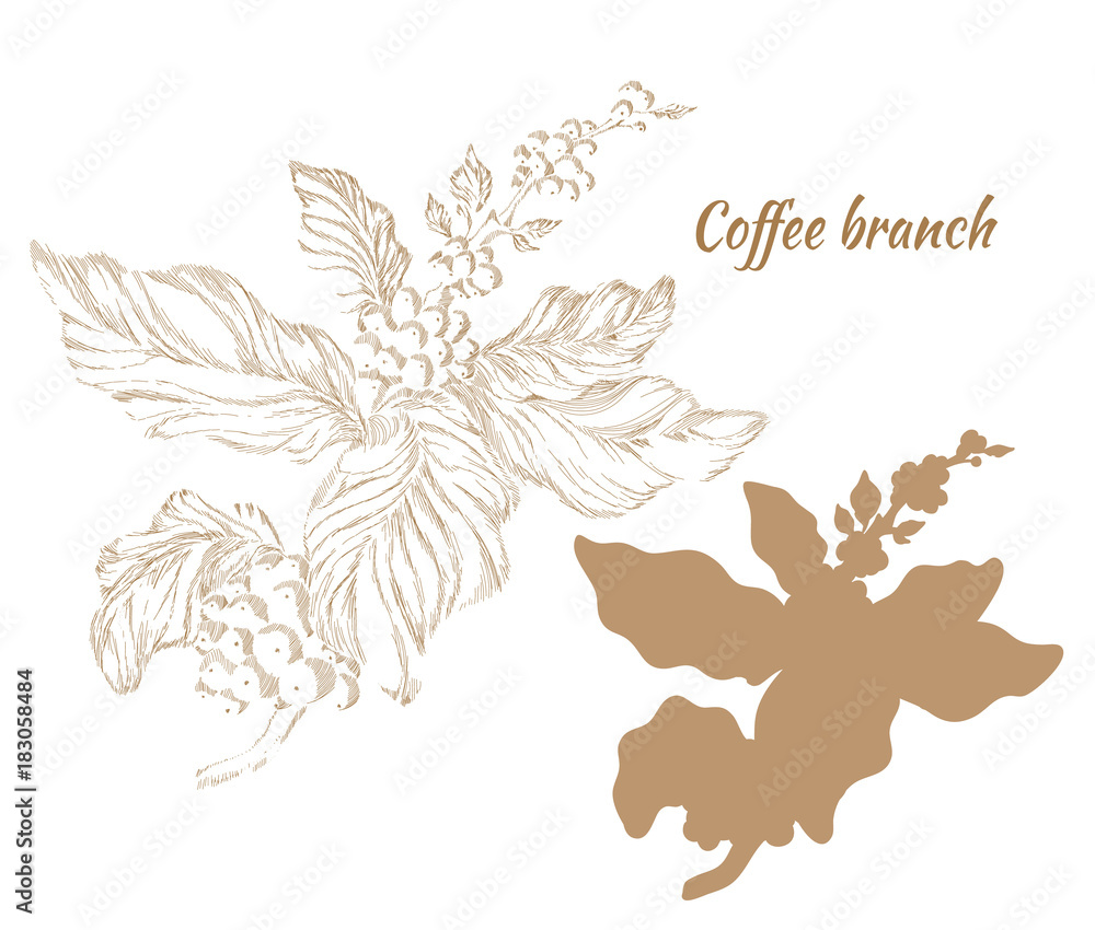 Set of branches of coffee tree with leaves and beans. Silhouette, shape ...