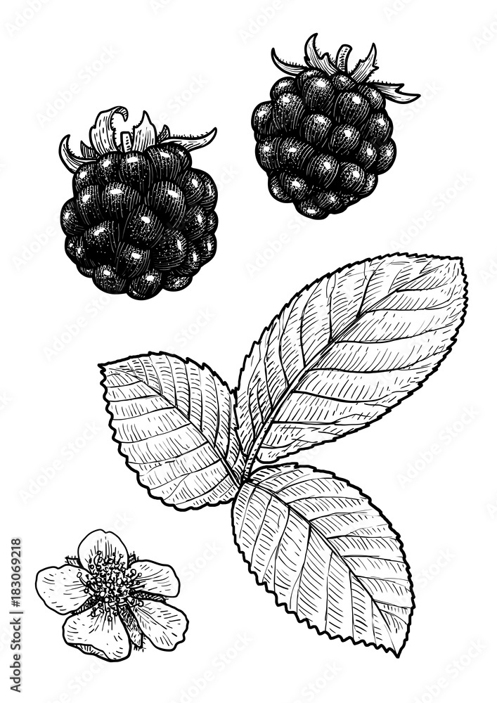 Blackberry illustration, drawing, engraving, ink, line art, vector ...