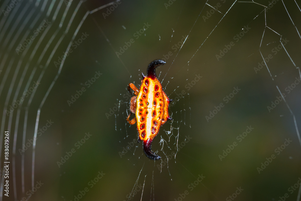 Yellow and orange horned star spider (Gasteracantha thorelli) sitting ...