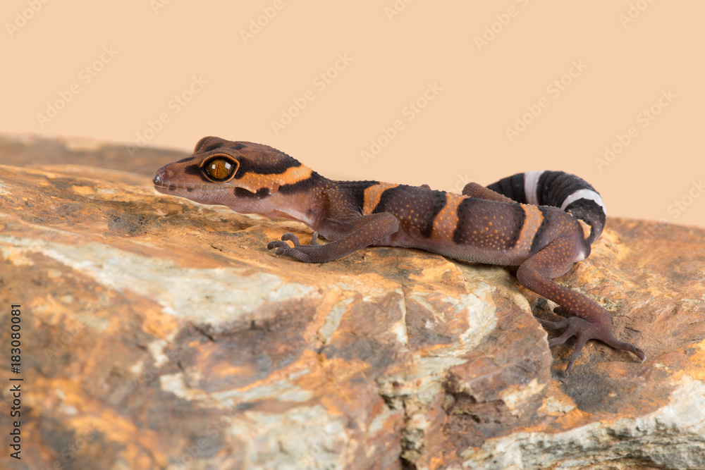Vietnamese Cave Gecko (Goniurosaurus araneus)/Vietnamese Cave Gecko ...