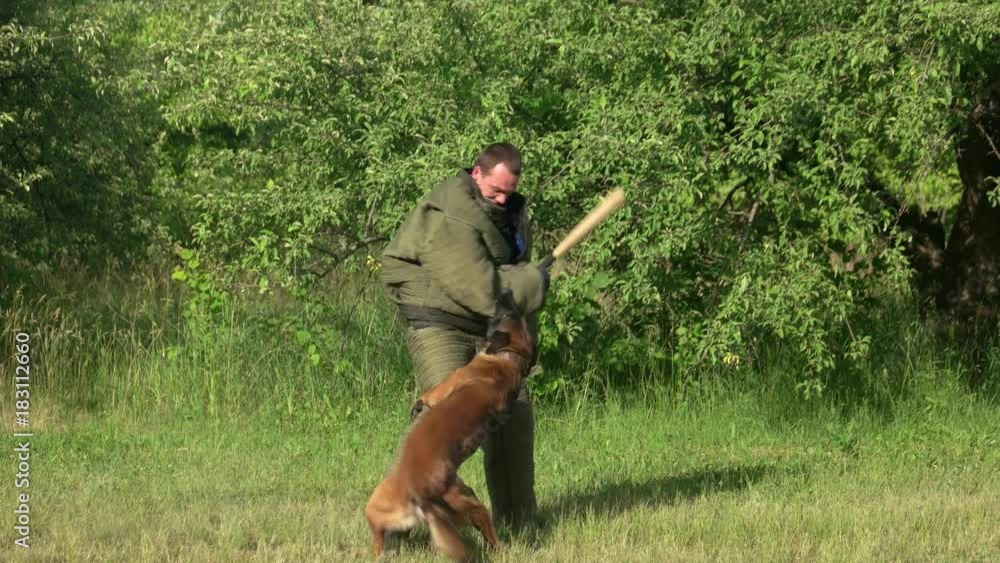 Man is swinging a bat to a dog and failing. Figurant is swinging a ...