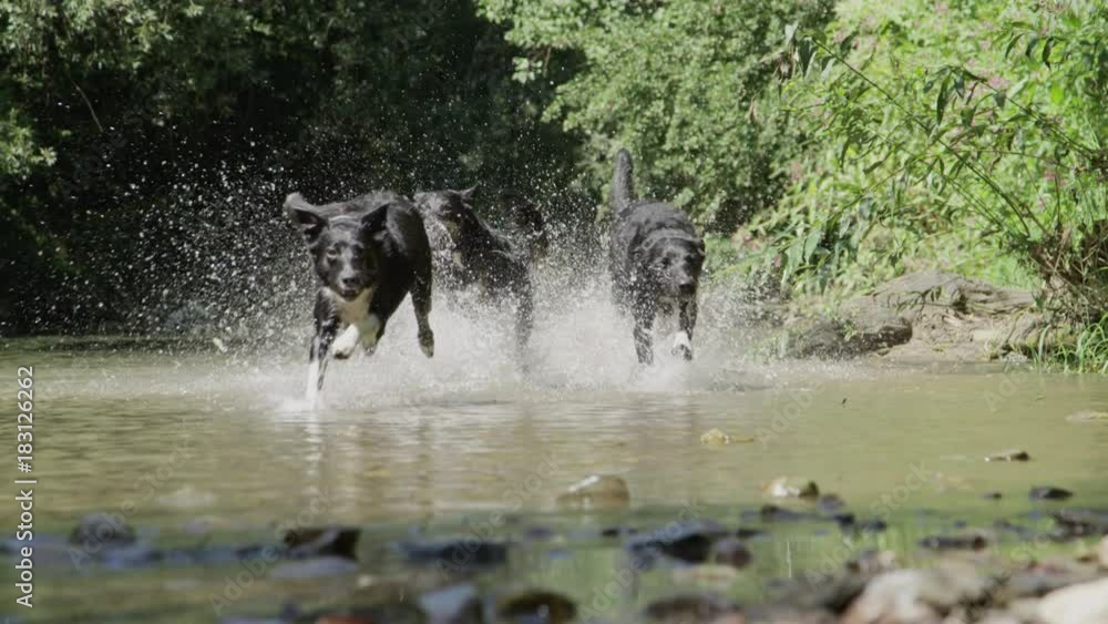 LOW ANGLE VIEW: Three playful black-coated puppies running wildly in ...