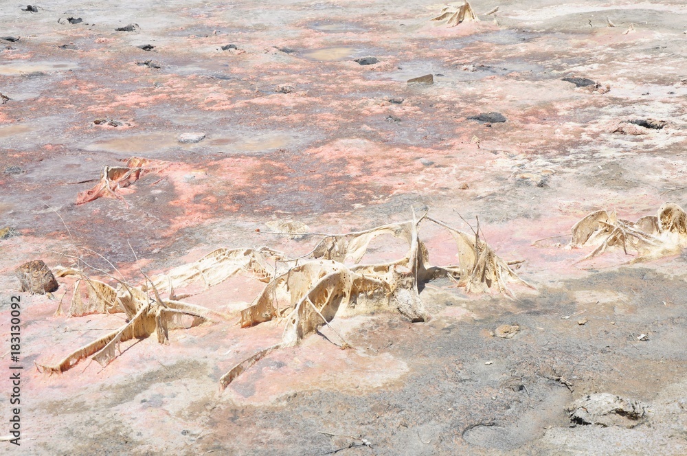 Photo & Art Print Soil salinity smelly old salinization with mold ...