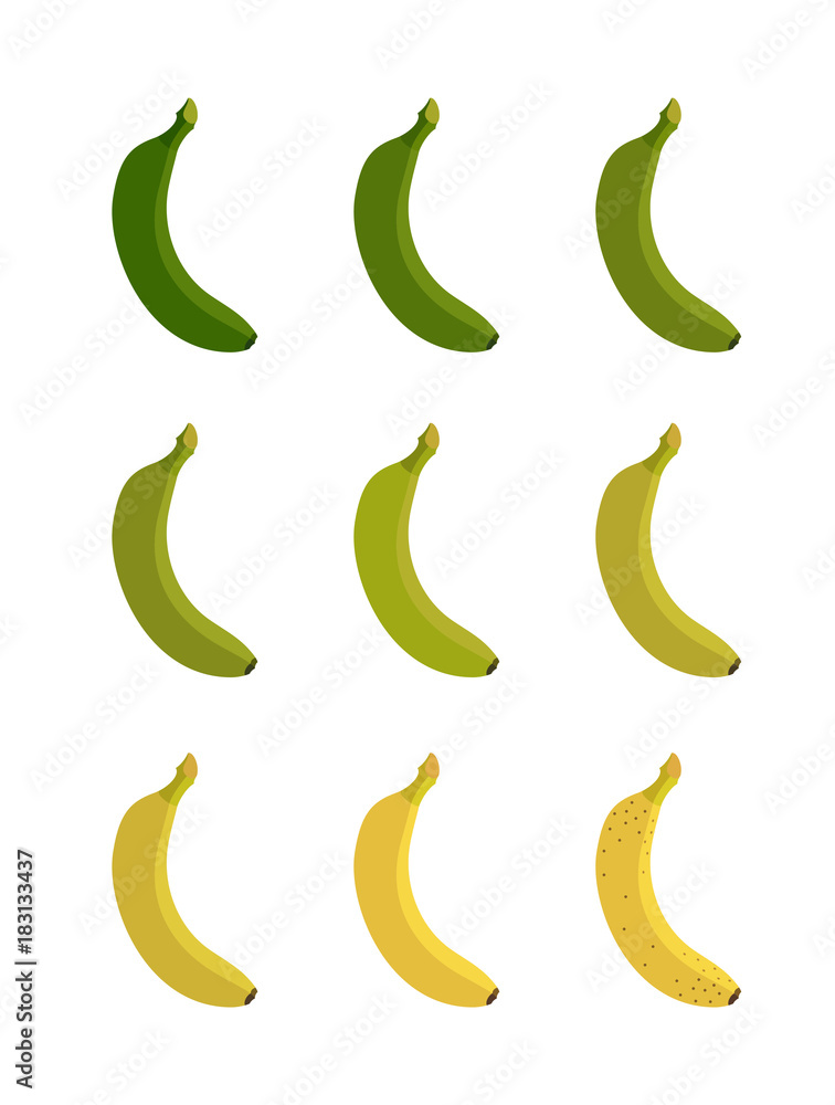 Banana Colors From Green To Ripe. Flat Design Vector Illustration Of ...