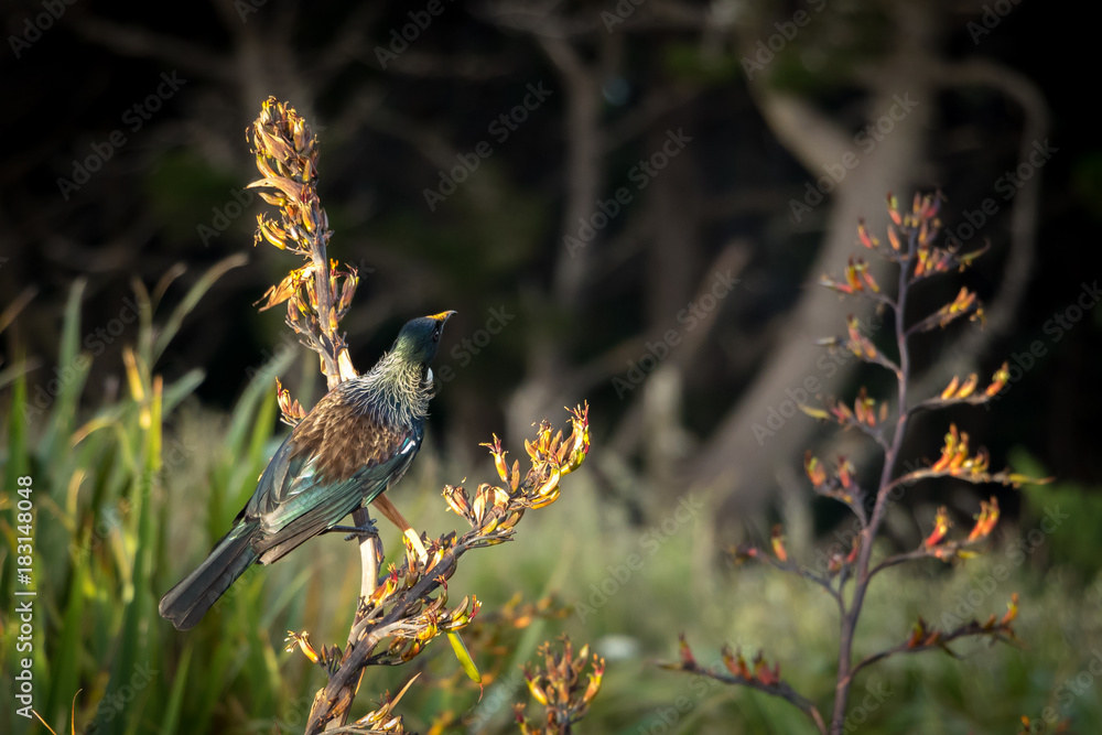 Tui Sitting On Flax Plant With Background Blur And Negative Space Stock ...