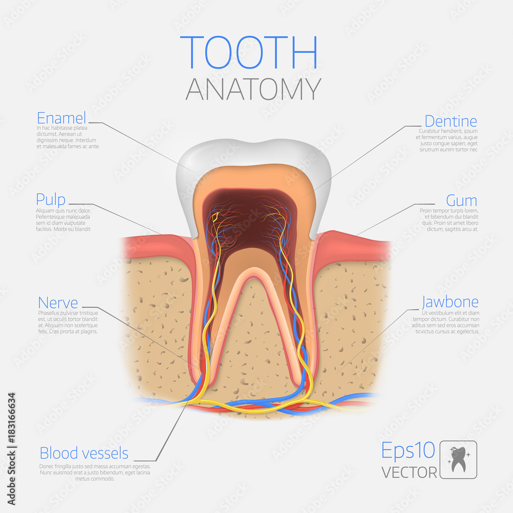 Vector tooth structure. Cross Section Anatomy with all parts. Stock ...
