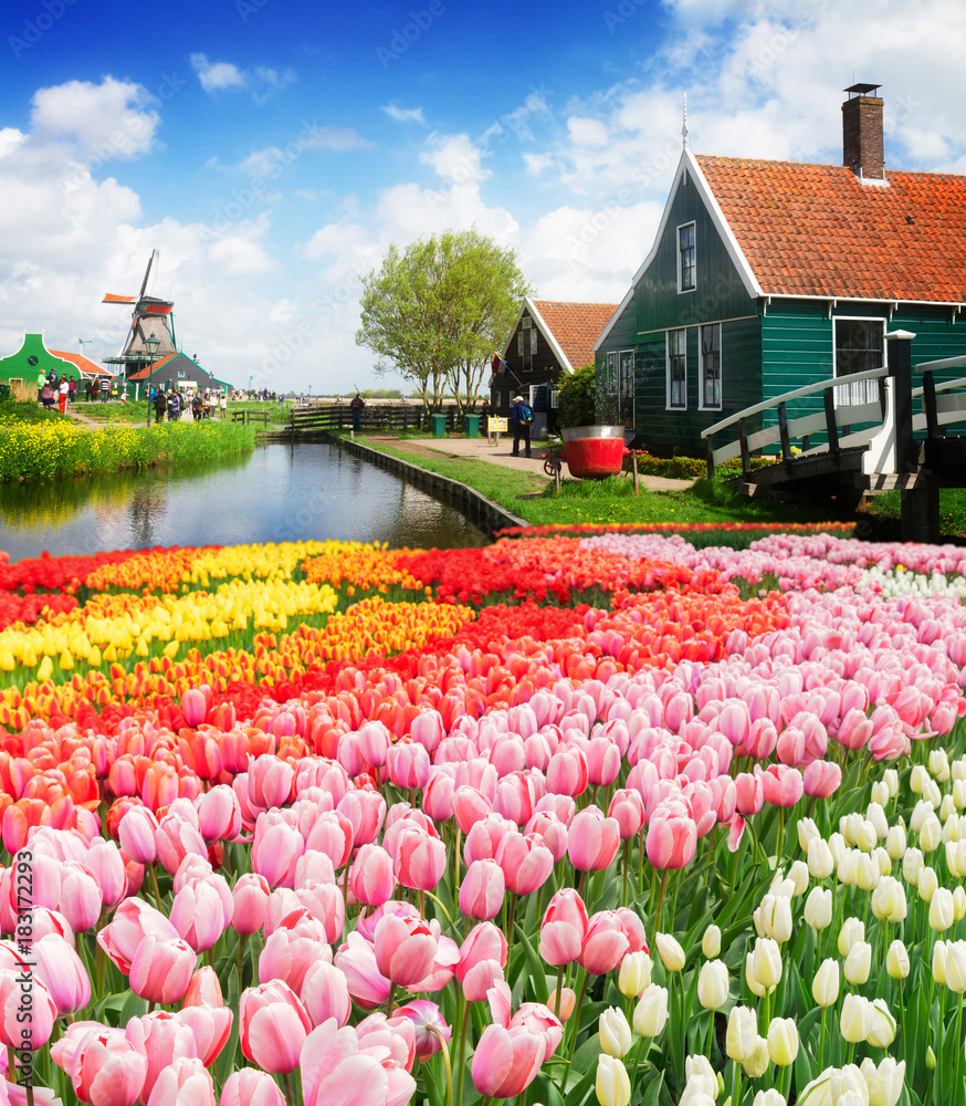 rural dutch scenery of small wooden houses and canal in Zaanse Schans ...