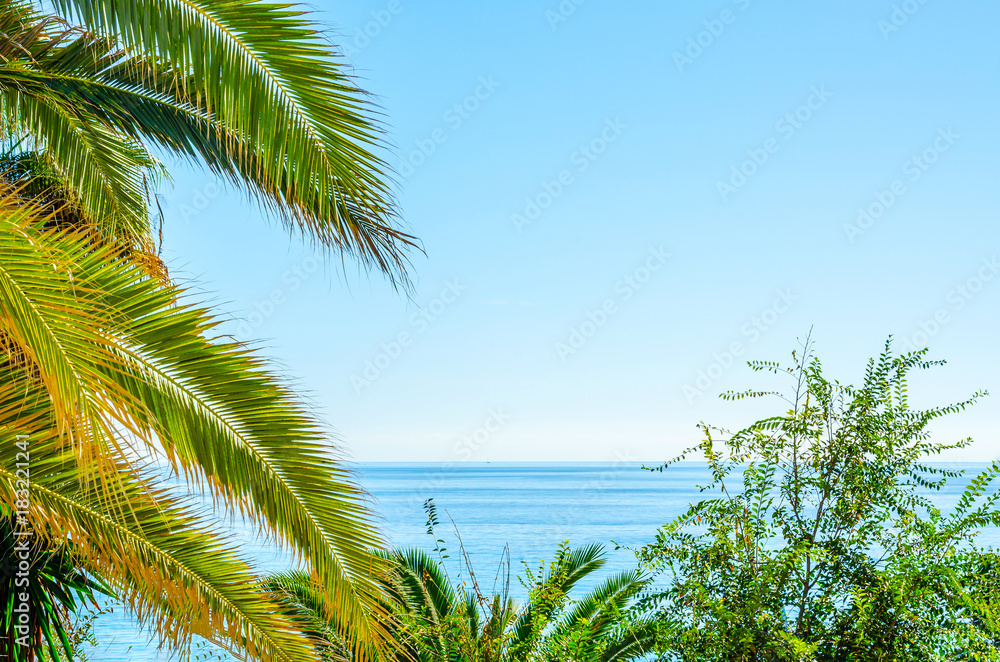 beautiful spreading palm tree on the beach, exotic plants symbol of ...