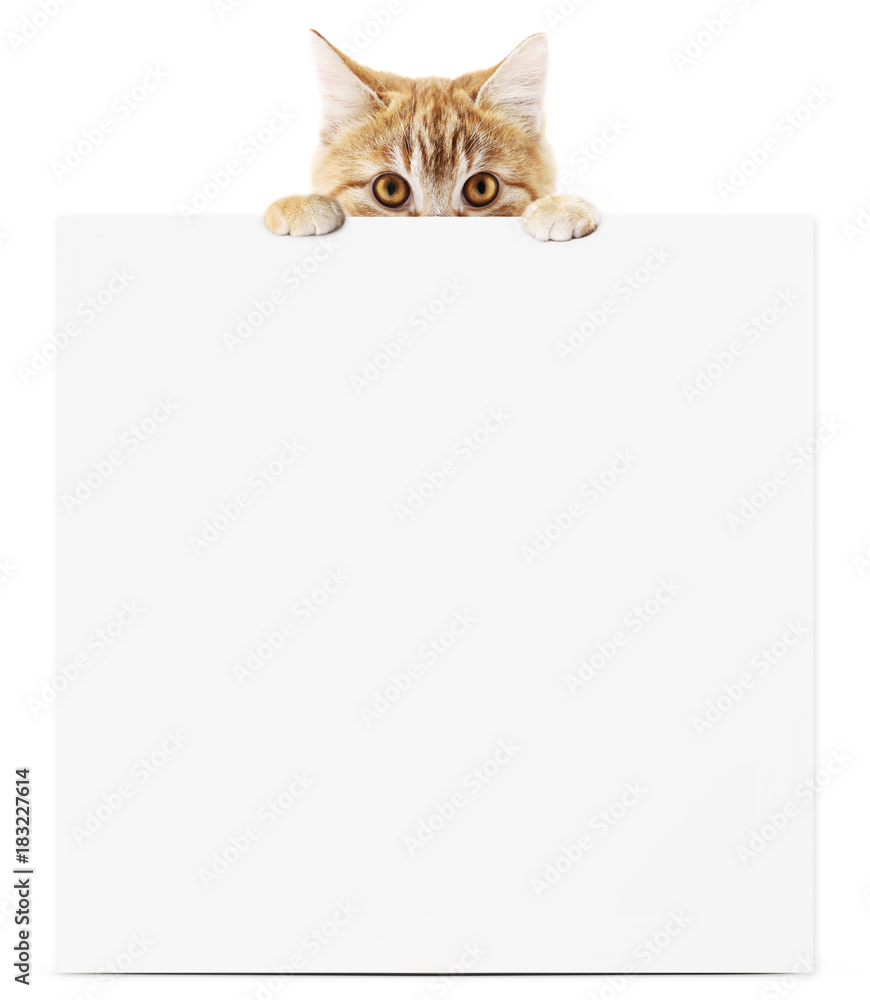 funny pet cat showing a placard isolated on white background blank ...