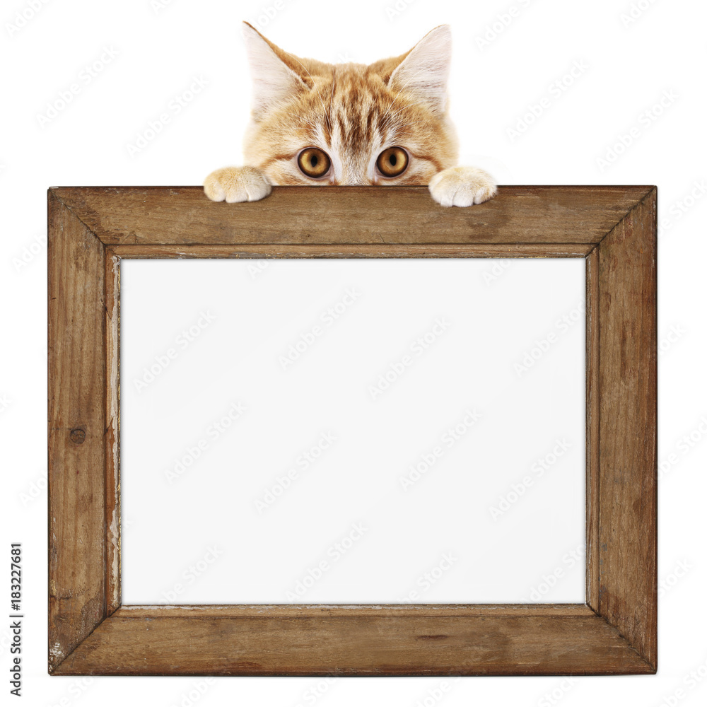 funny pet cat showing a wooden picture frame isolated on white ...
