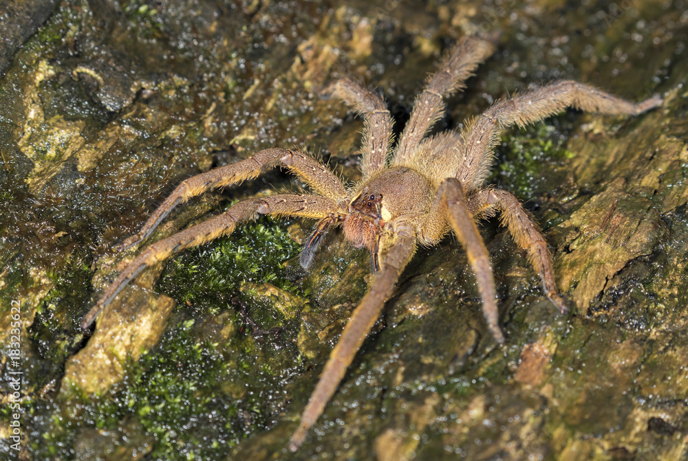 Brazilian wandering spider (Phoneutria fera) on a tree in rainforest ...